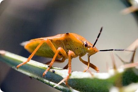 Biogenmol: Aparatos bucales de insectos